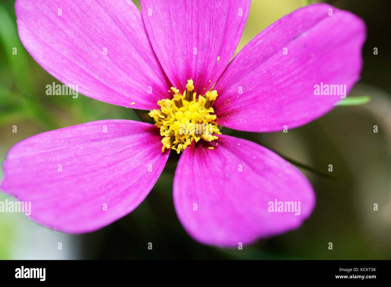 Flowers of a flower photographed with the macro lens Stock Photo - Alamy
