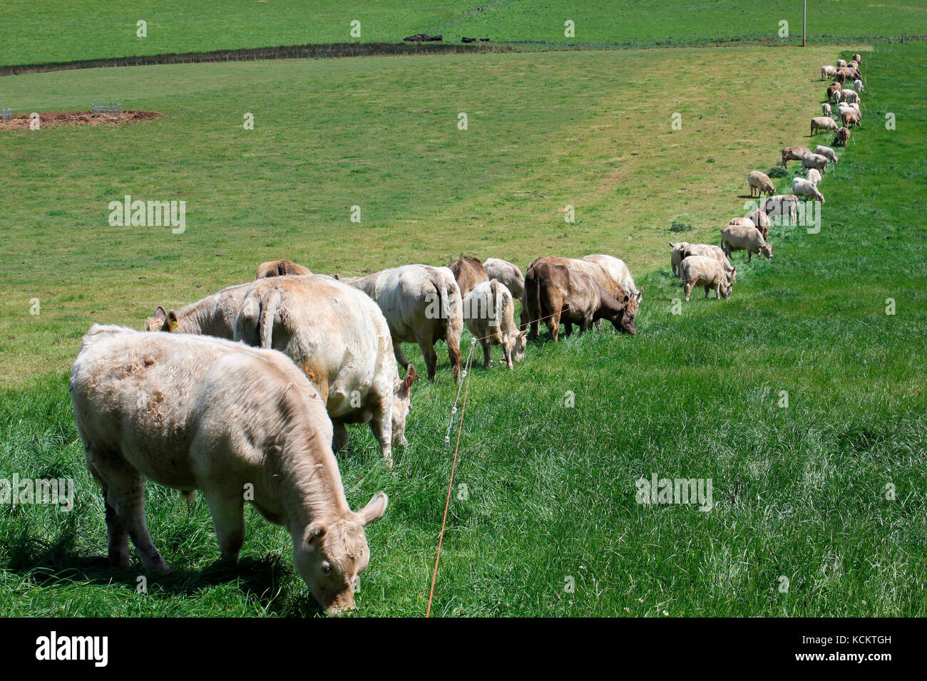 Murray Grey cattle, strip feeding, managed by an electric fence that ...