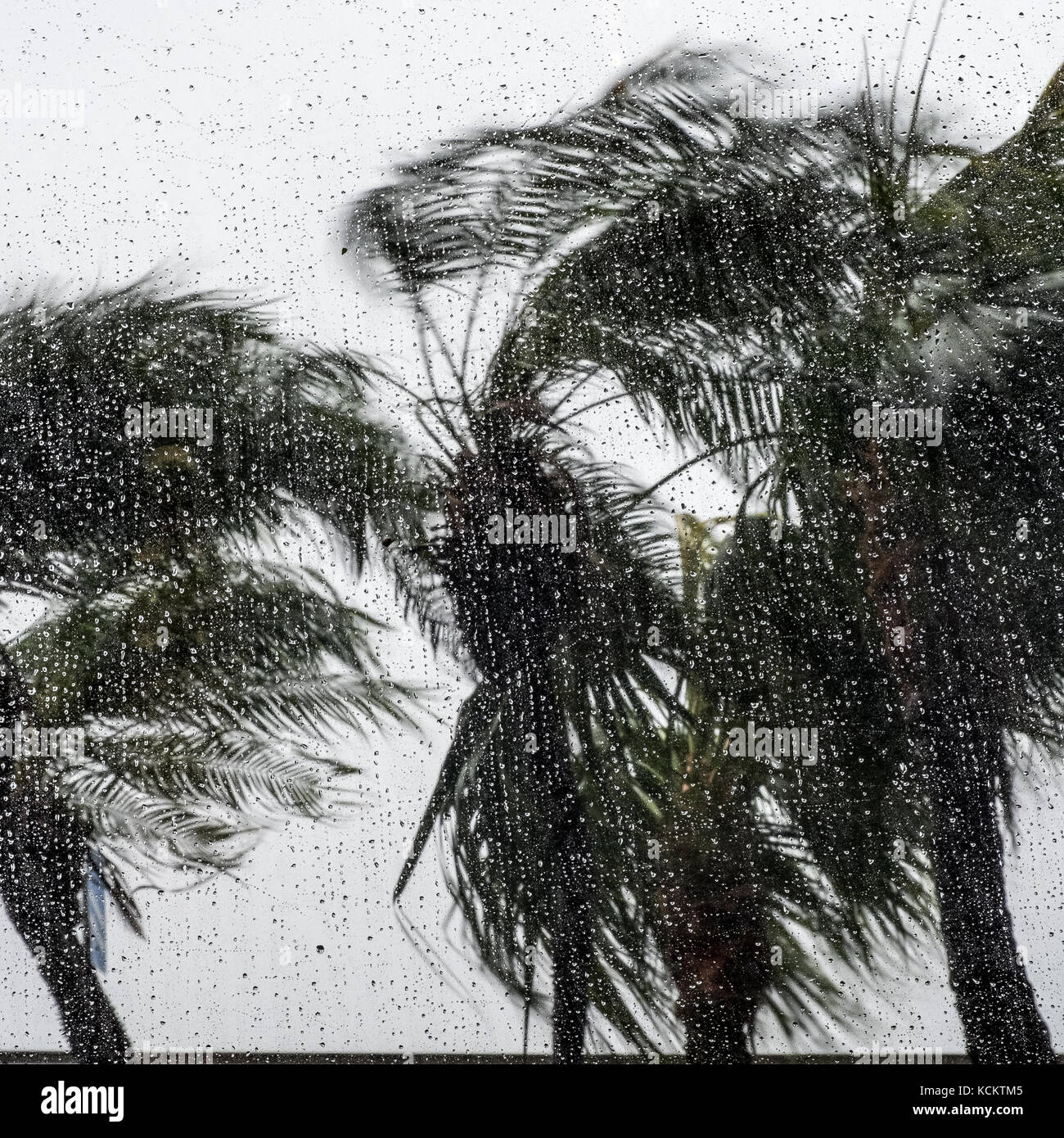 With the wind blowing through the palm trees hi-res stock photography ...