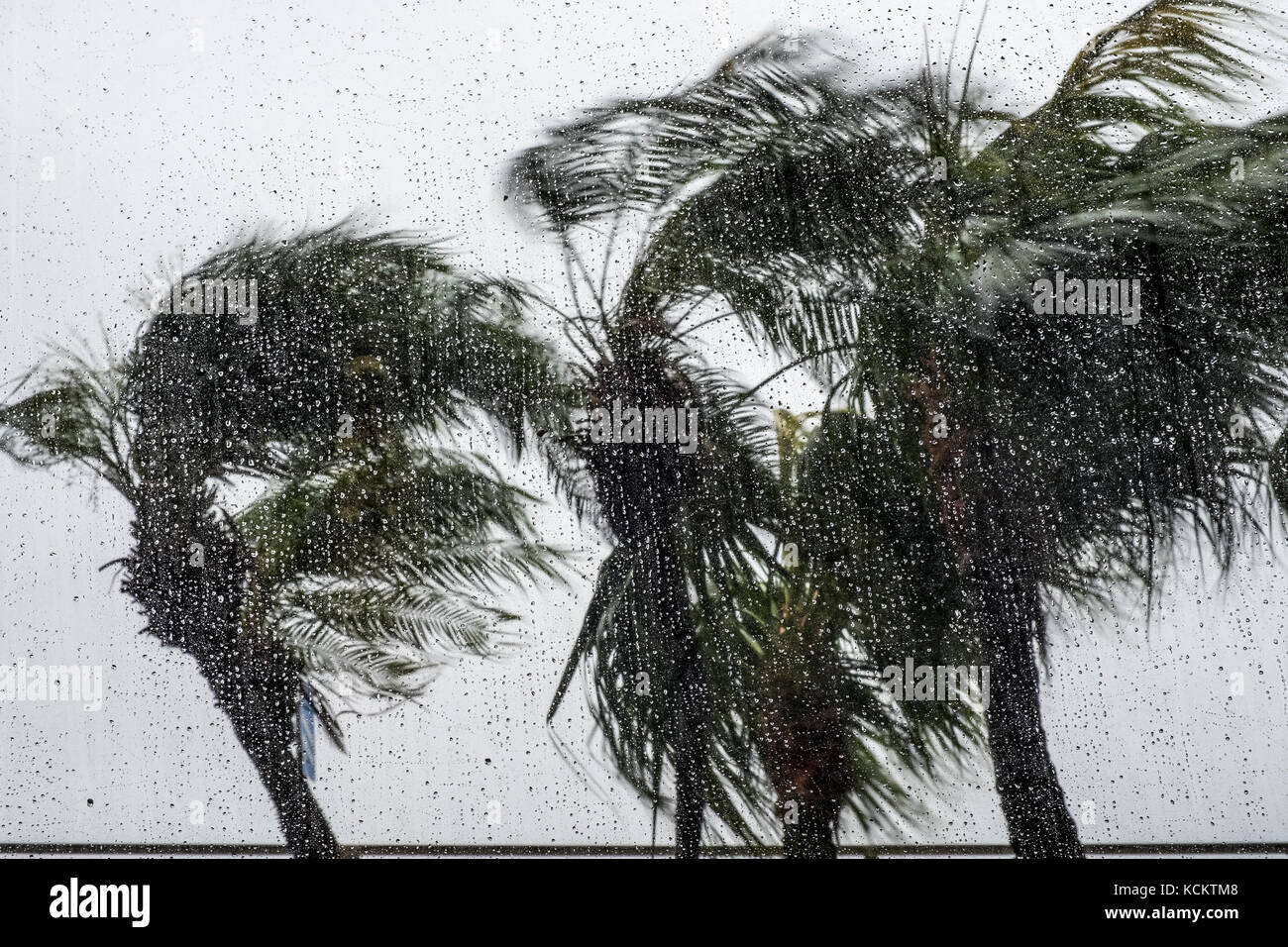 Wind on the palms seen through raindrops on window during Typhoon Hato ...