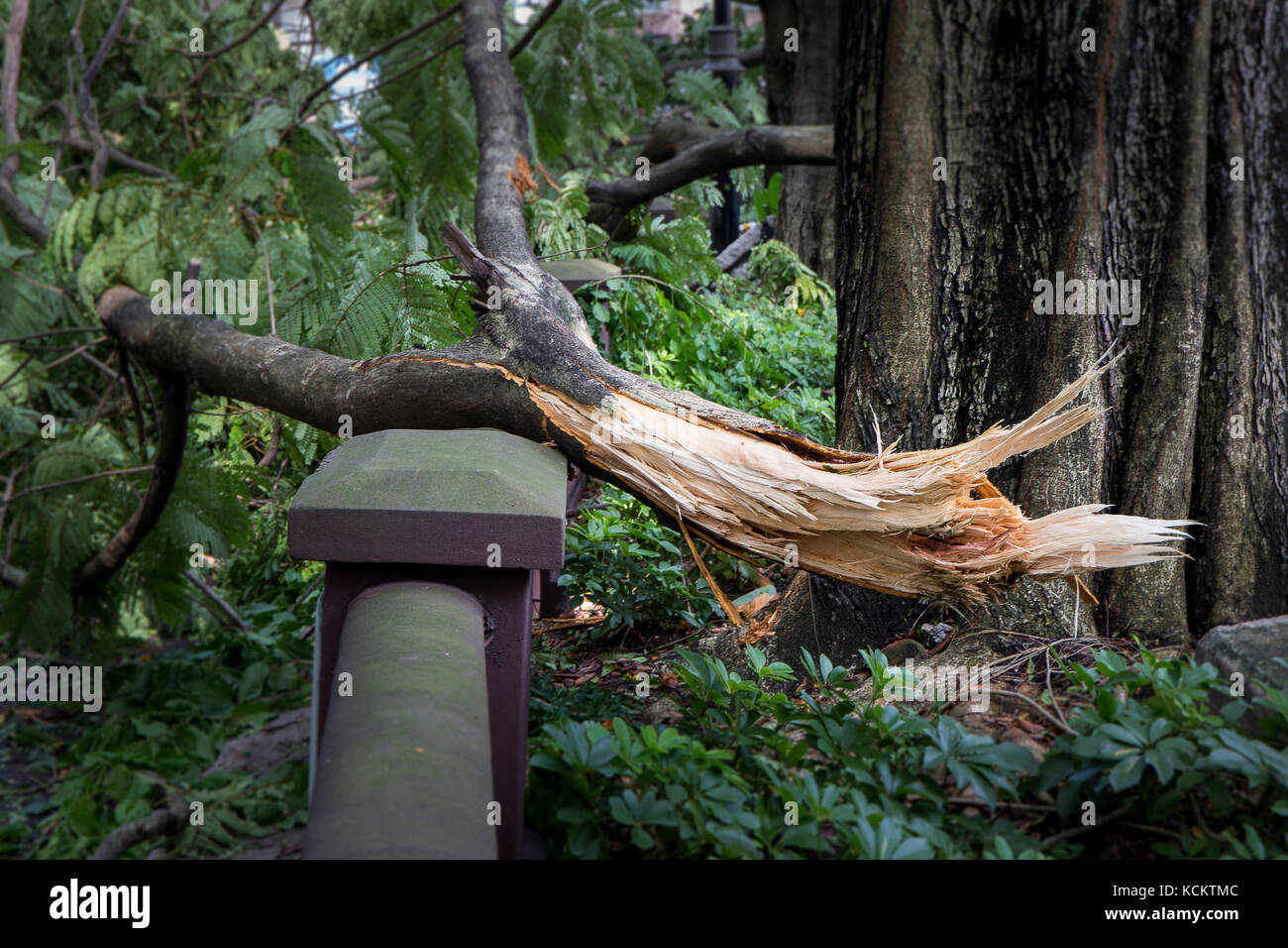 Broken tree branches in the aftermath of typhoon Hato. Kowloon, Hong ...