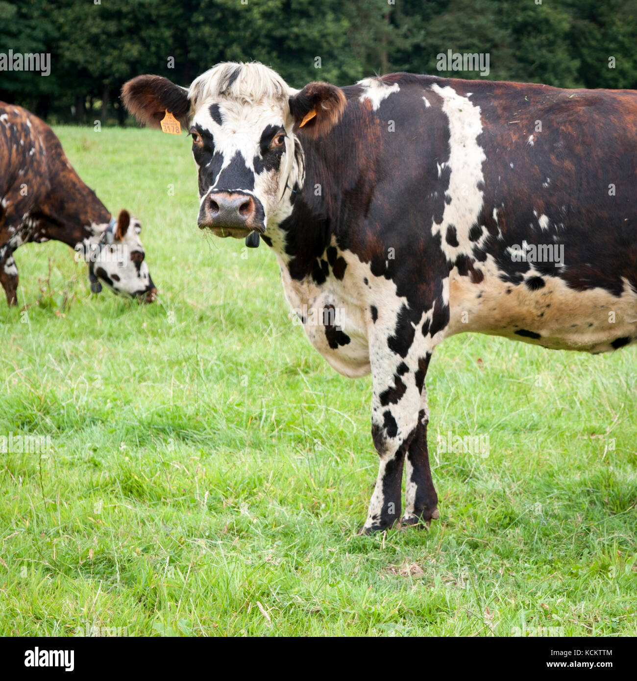 Human cow hi-res stock photography and images - Alamy