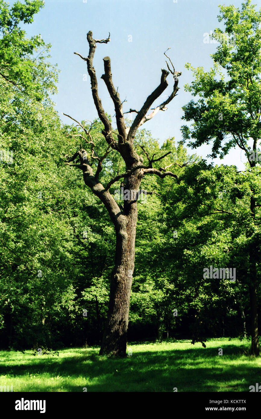 dead tree in the forest Stock Photo - Alamy