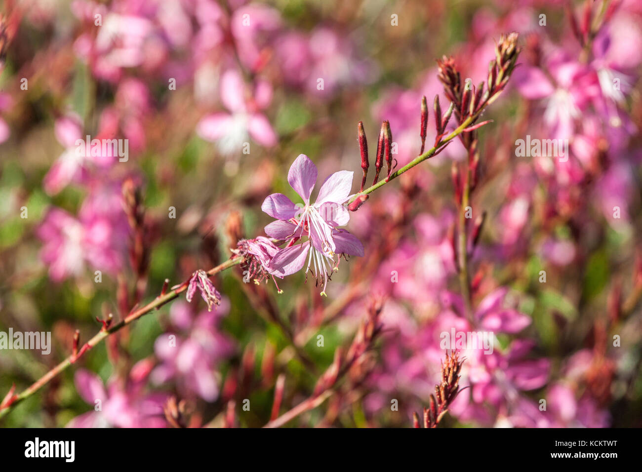 Gaura Lindheimeri Pink High Resolution Stock Photography and Images - Alamy