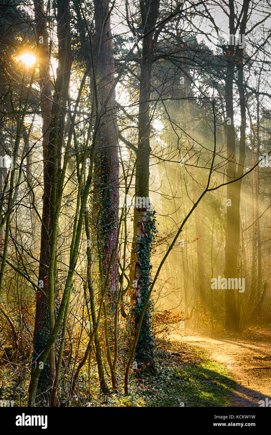 sunrise in the forest Stock Photo - Alamy
