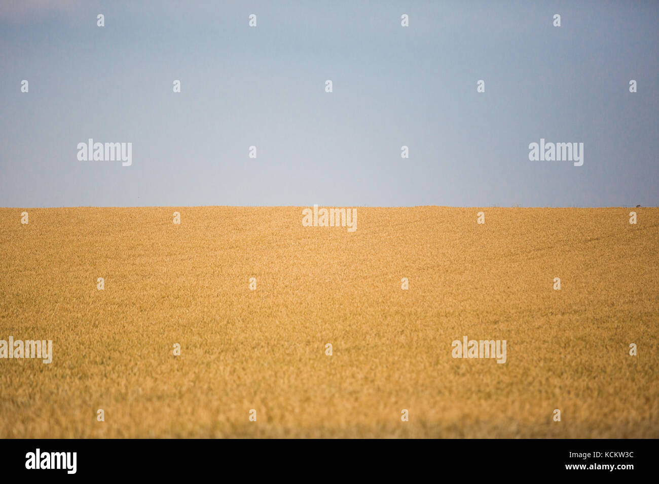 growing field in the summer Stock Photo - Alamy