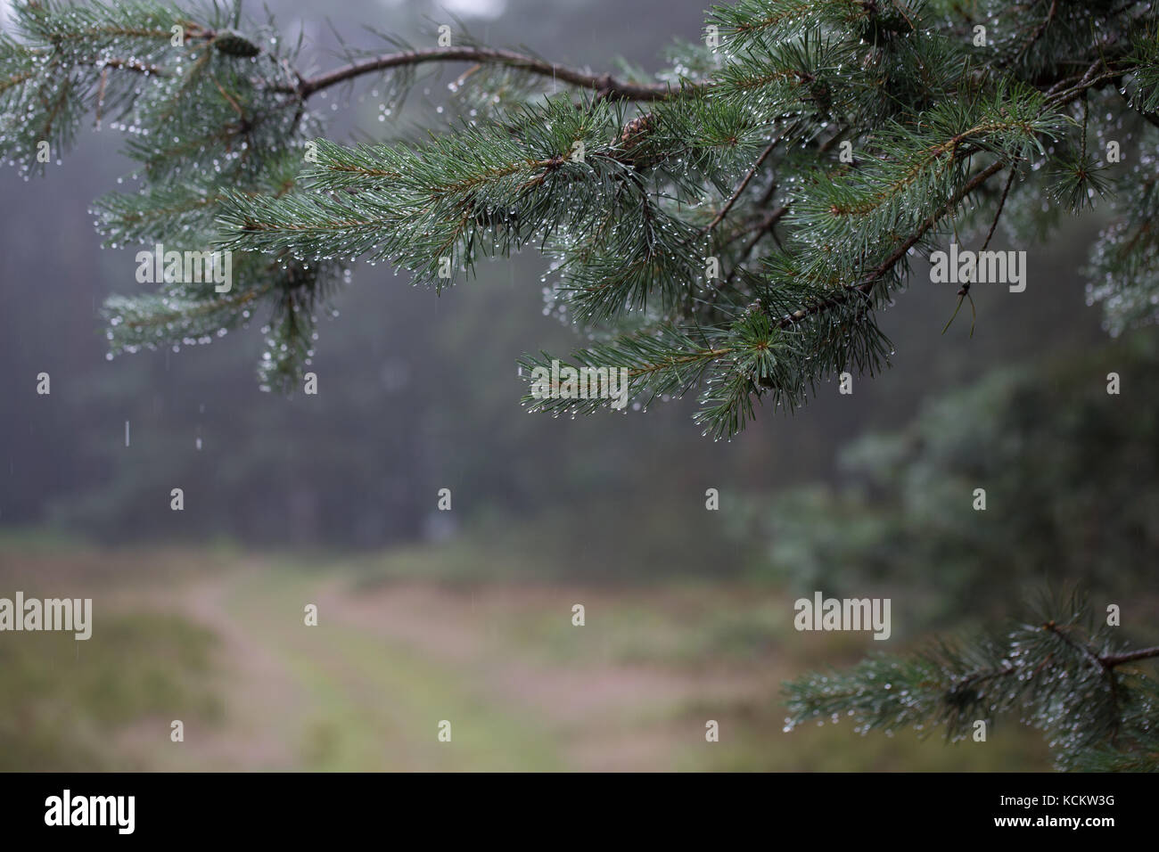 water drops on a tree Stock Photo - Alamy