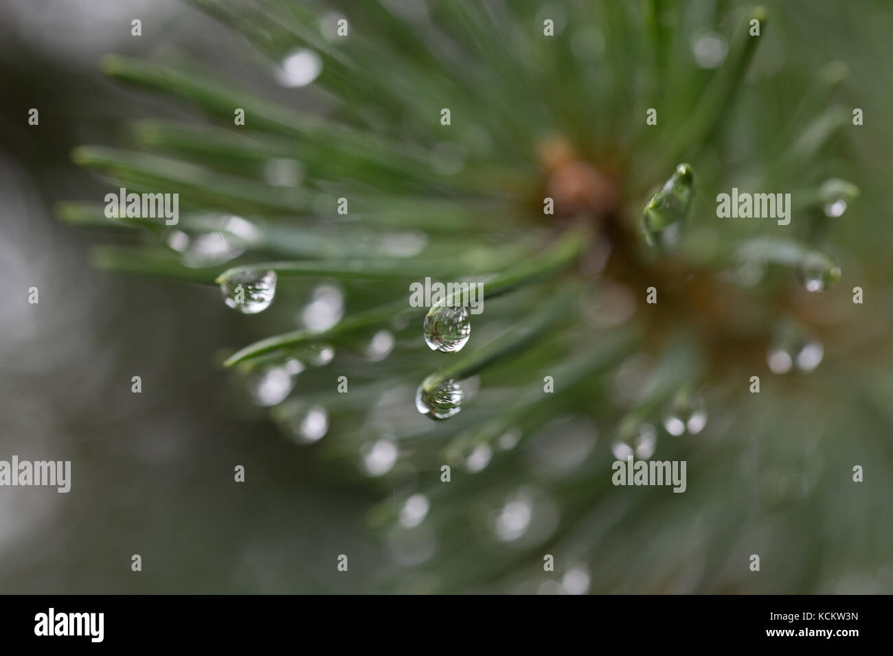 water drops on a tree Stock Photo - Alamy
