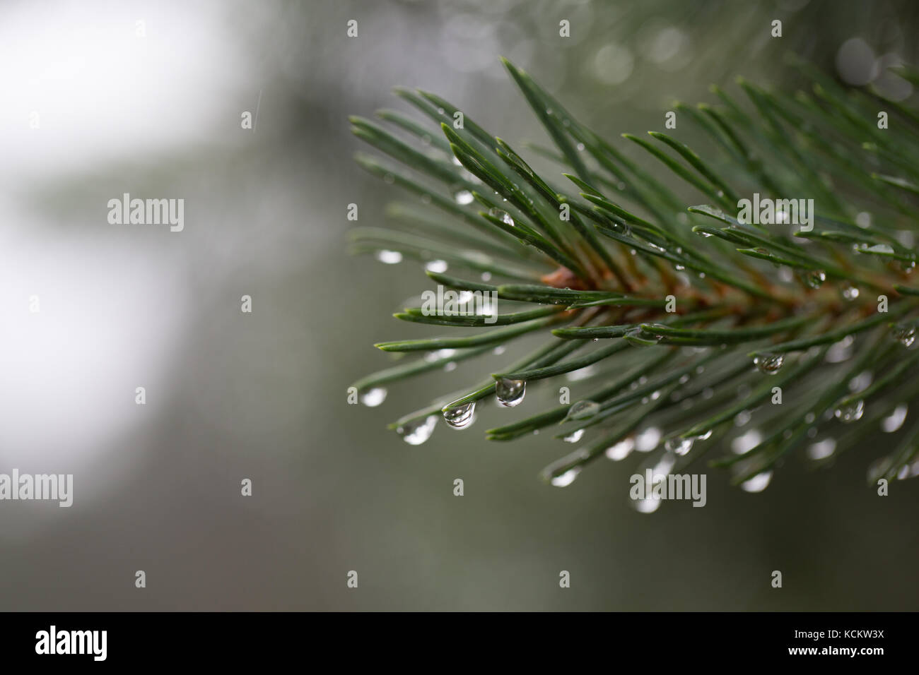 water drops on a tree Stock Photo - Alamy