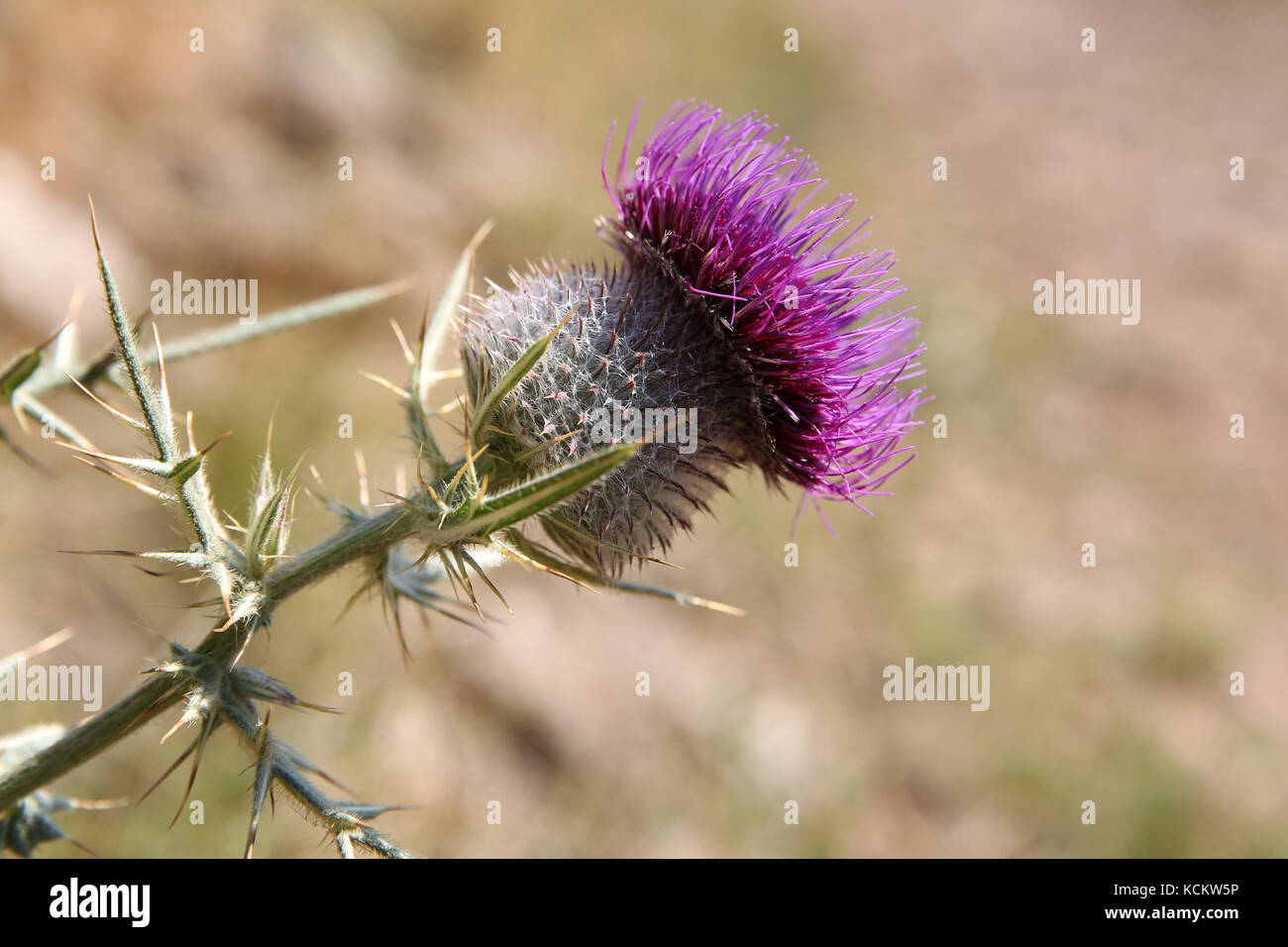 Thistle in bloom Stock Photo - Alamy