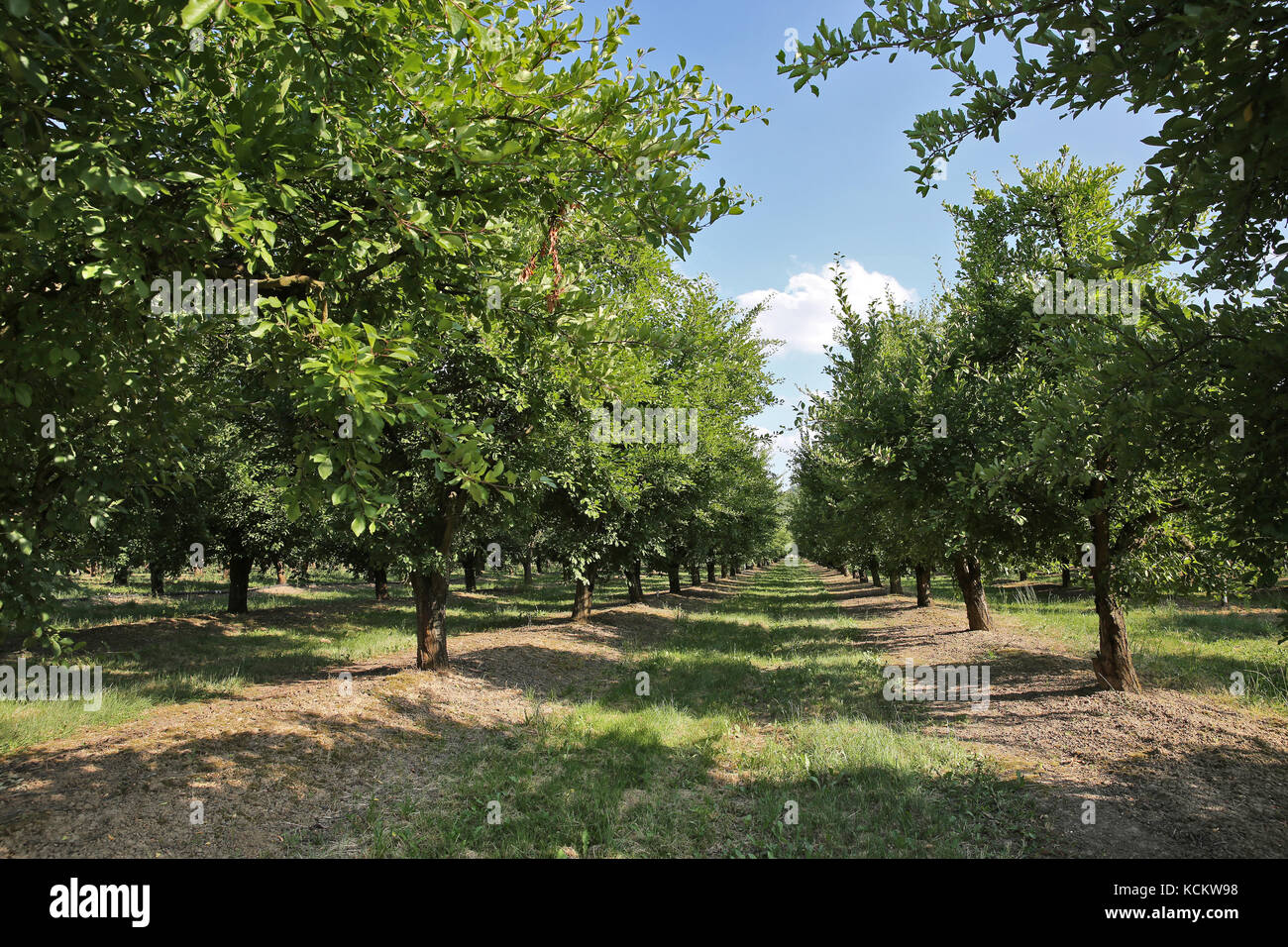 Orchards, cultivation of Agen prunes. prunes derived from dried plums ...