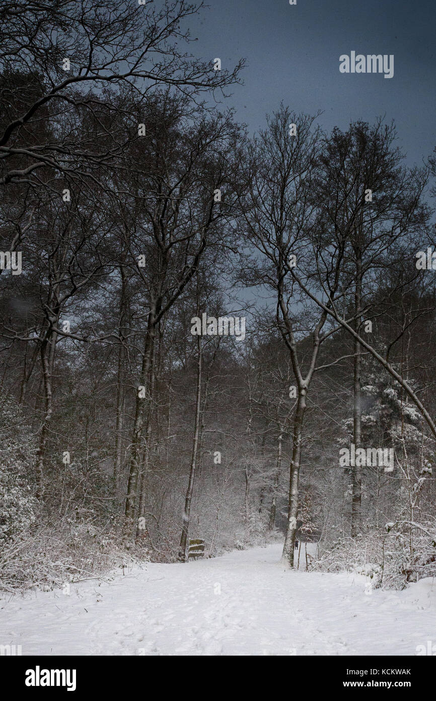 foggy winter wonderland in the forest Stock Photo - Alamy