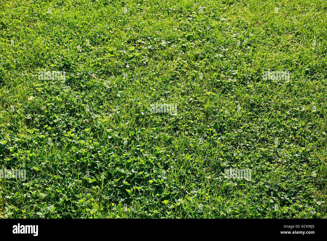 Saturated grass hi-res stock photography and images - Alamy