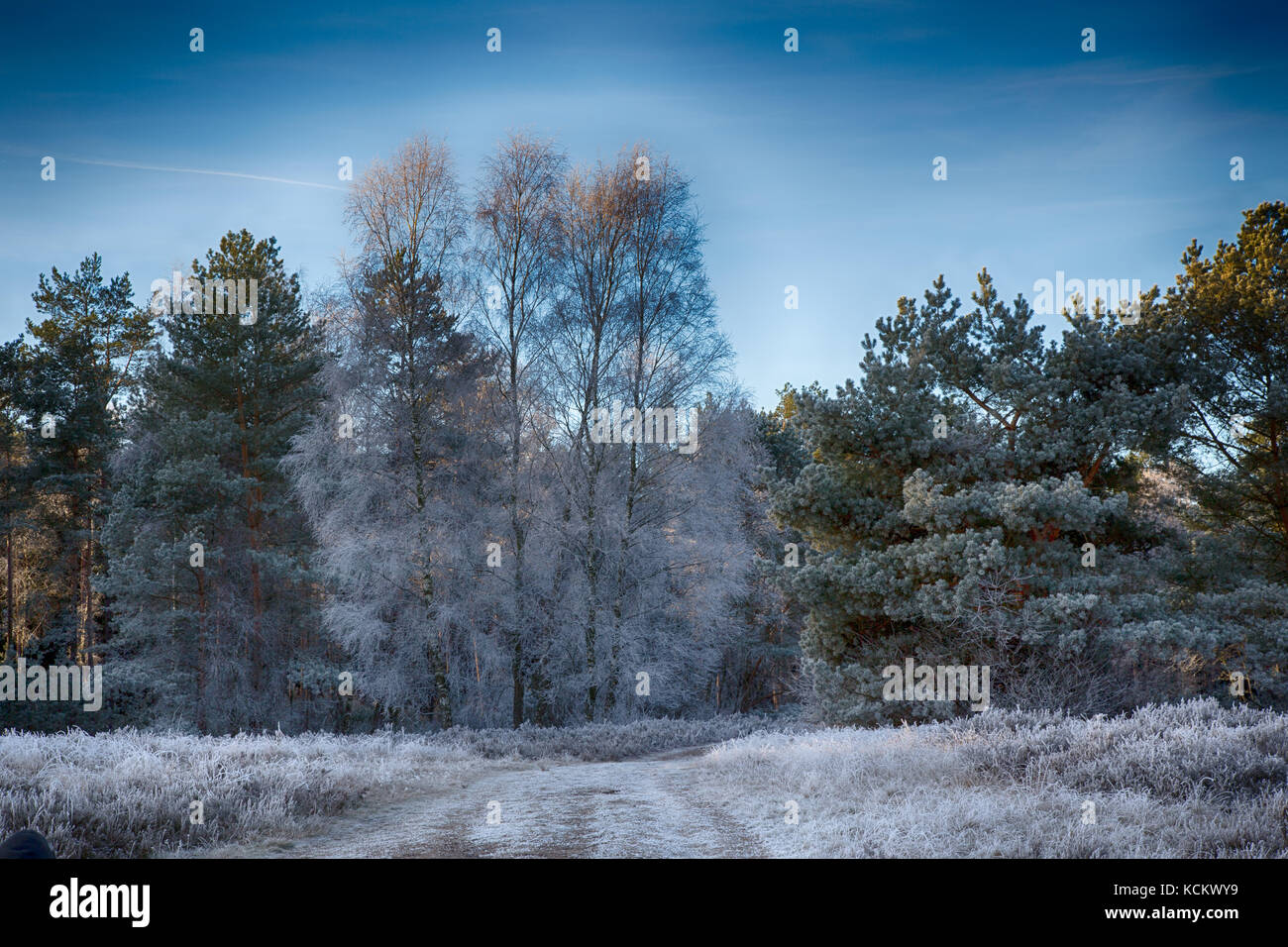 winter sunrise in the forest Stock Photo - Alamy
