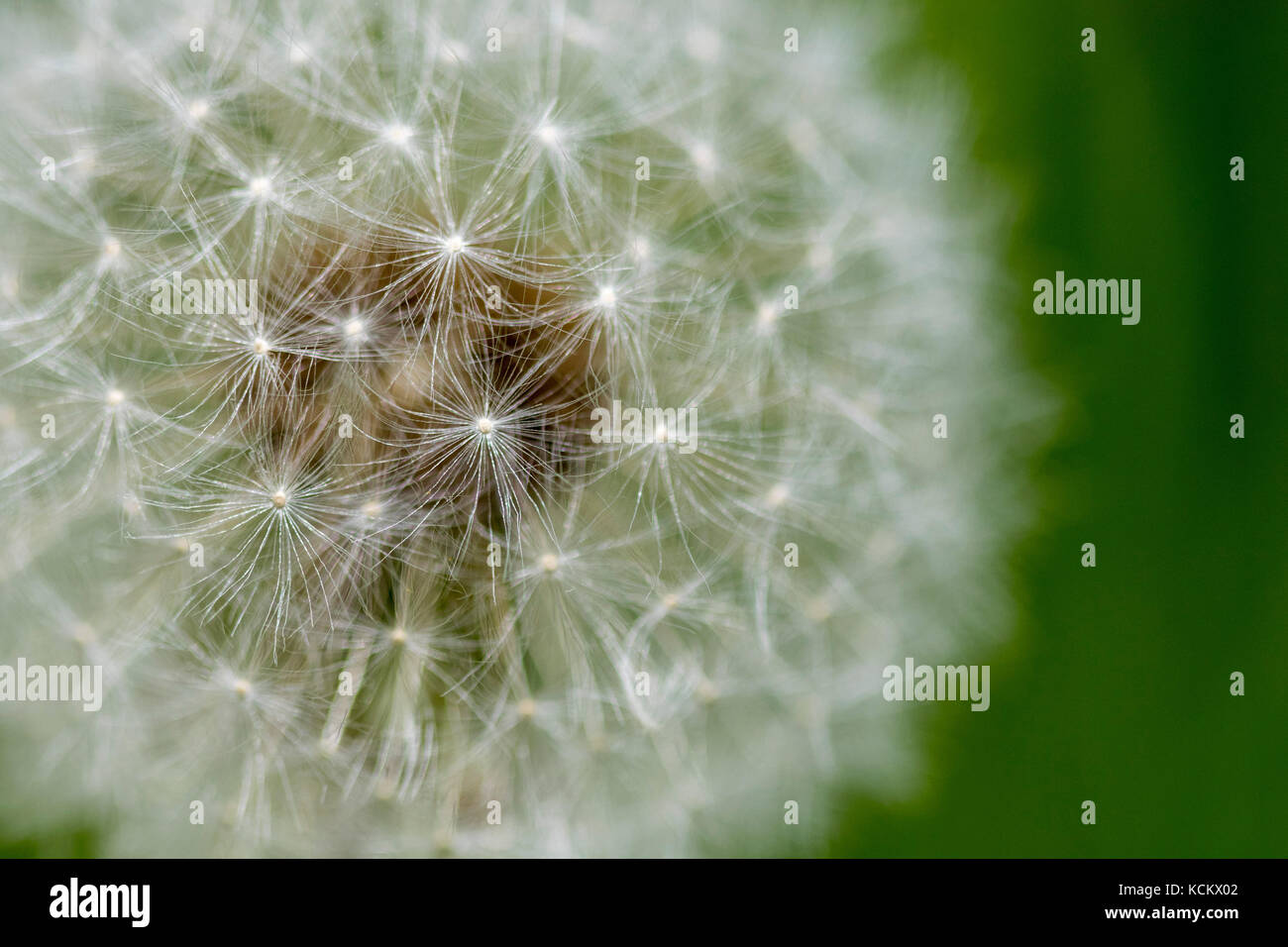 The common dandelion (Taraxacum officinale) seeds, in round balls of ...