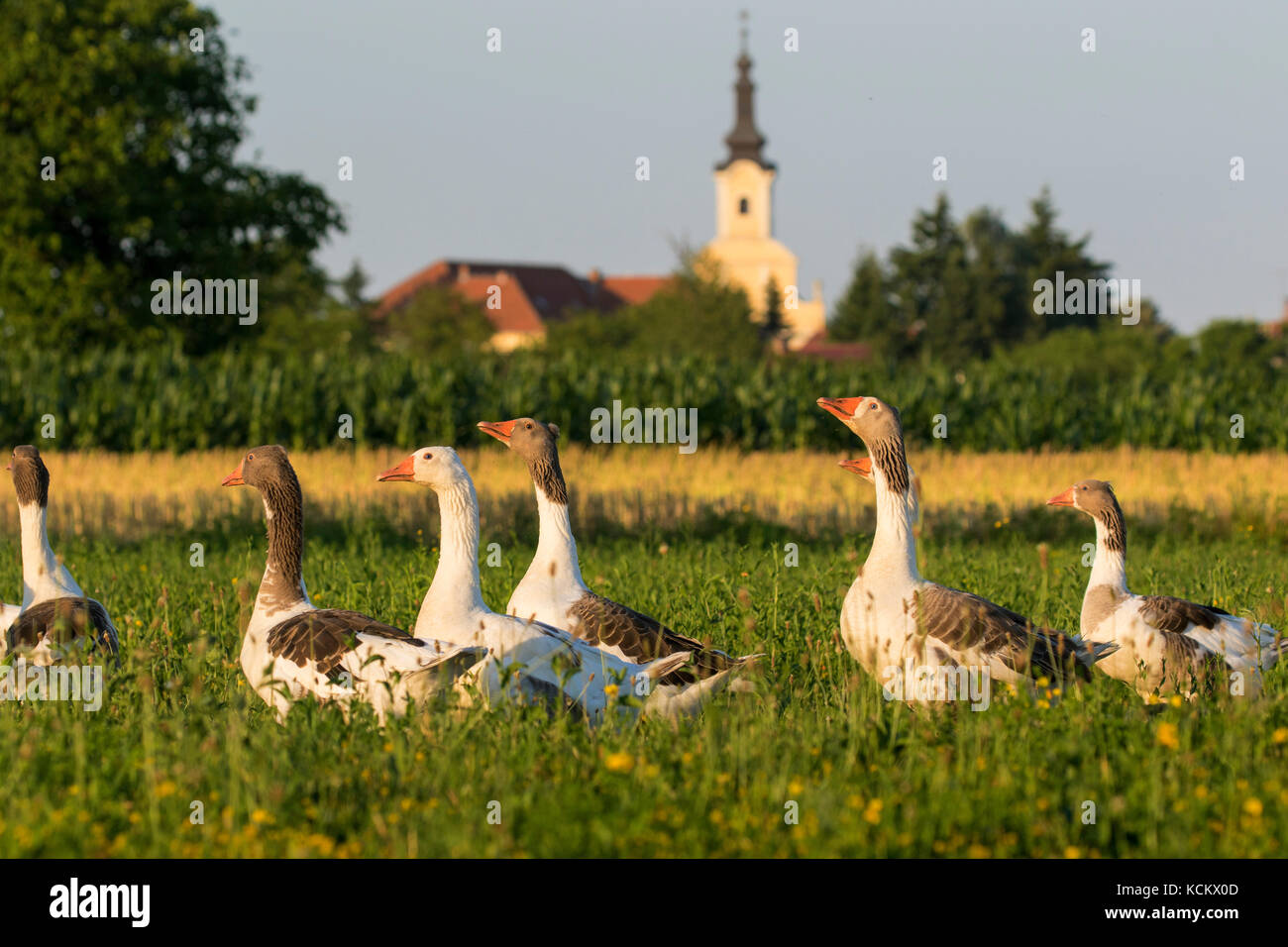 Geese on pasture in village of Croatia Stock Photo - Alamy