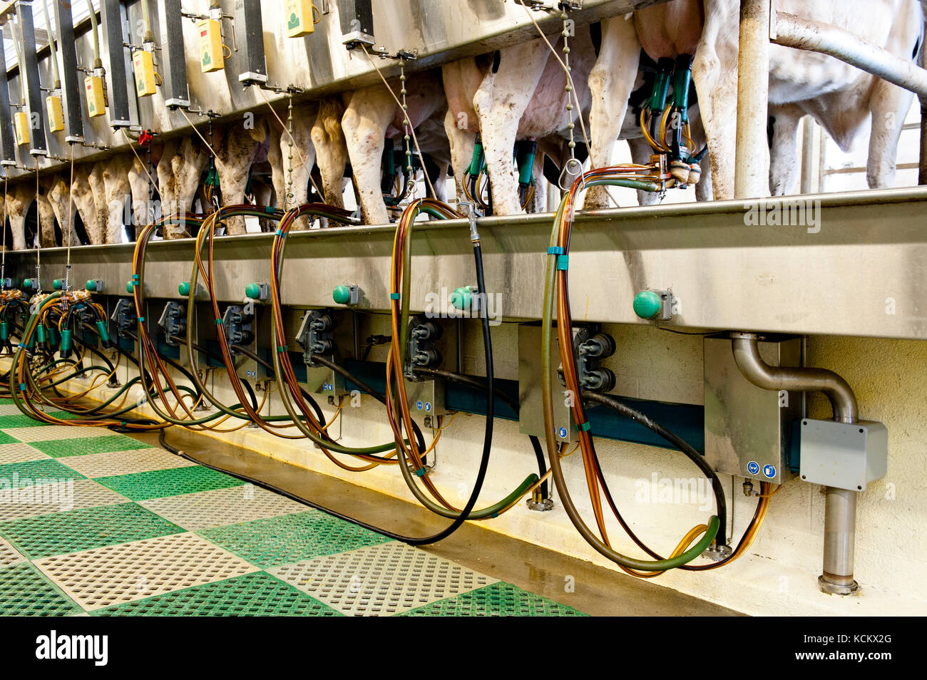 MILKING COWS AT AUTOMATED MILKING PARLOR Stock Photo - Alamy