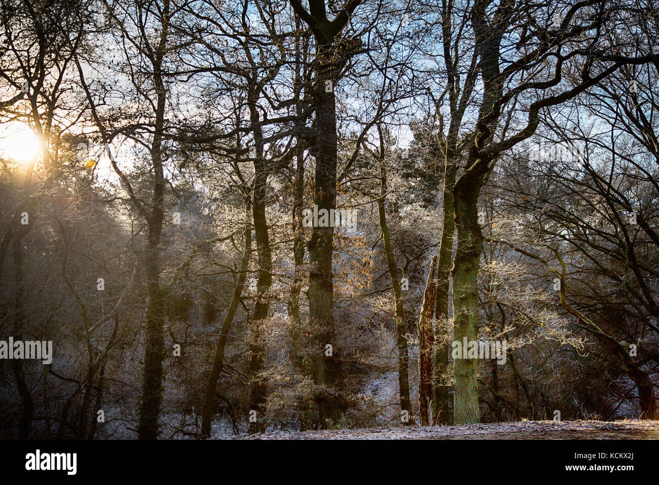 foggy winter wonderland in the forest Stock Photo - Alamy
