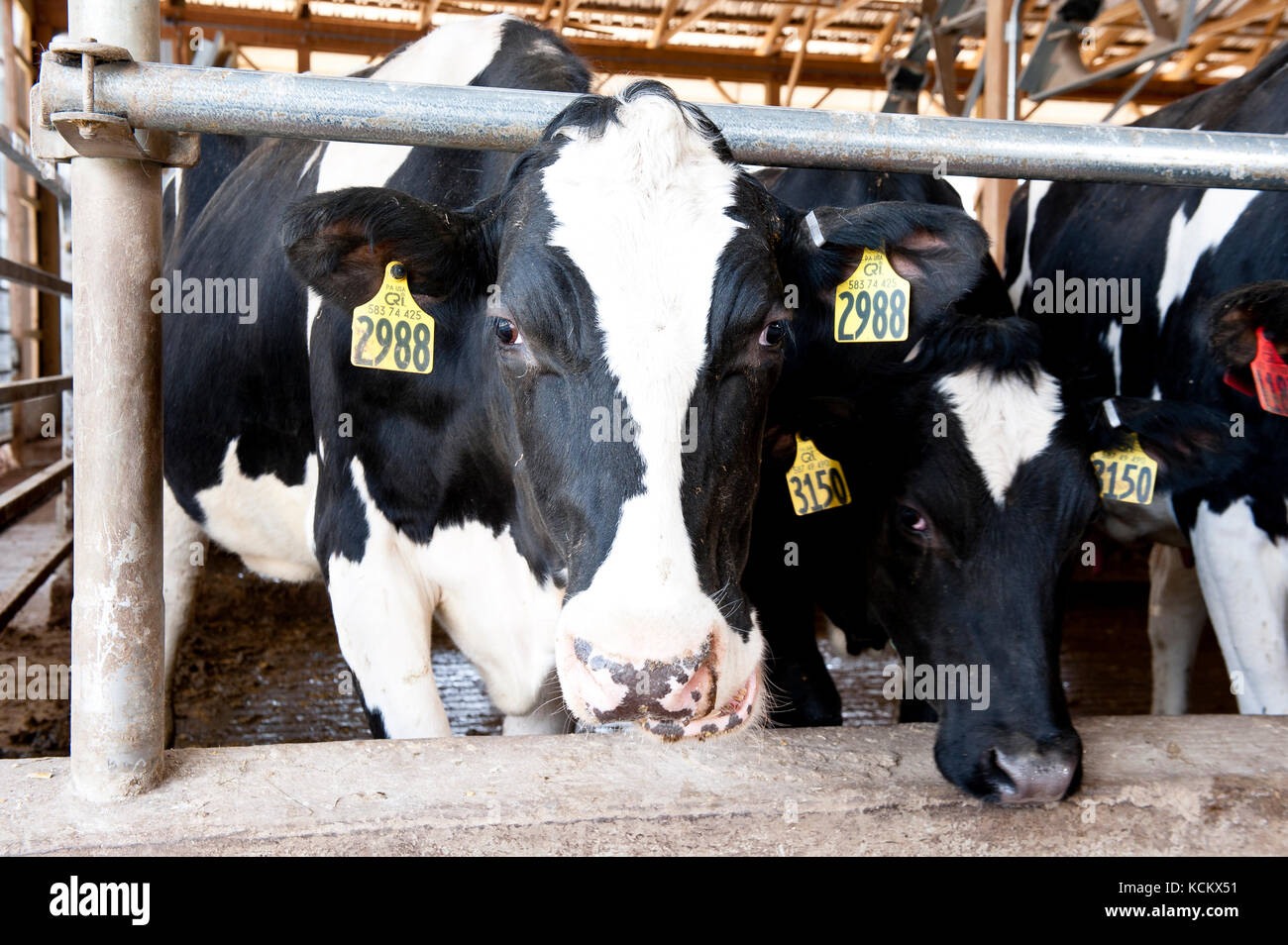 DAIRY COWS IN FREESTALL BARN Stock Photo - Alamy