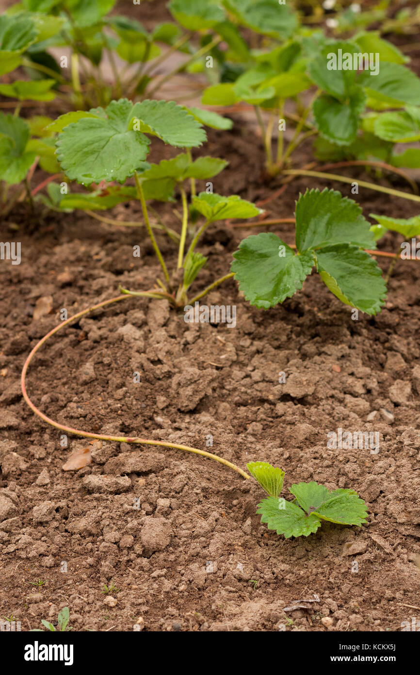 Young strawberry plant hi-res stock photography and images - Alamy