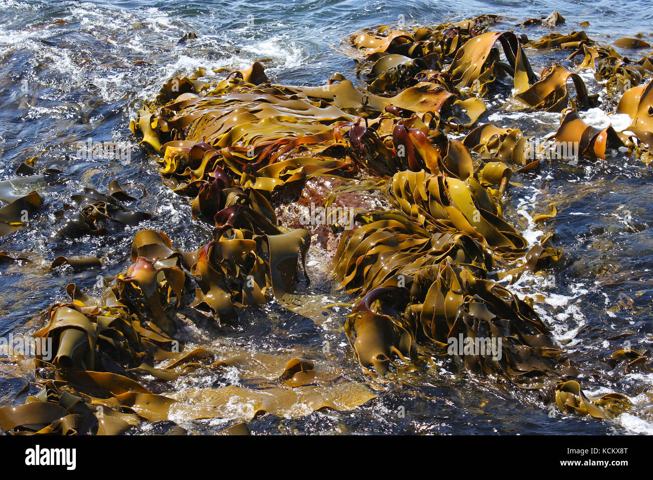 Giant bladder kelp (Macrocystis pyrifera) can grow 61 cm a day. It is ...