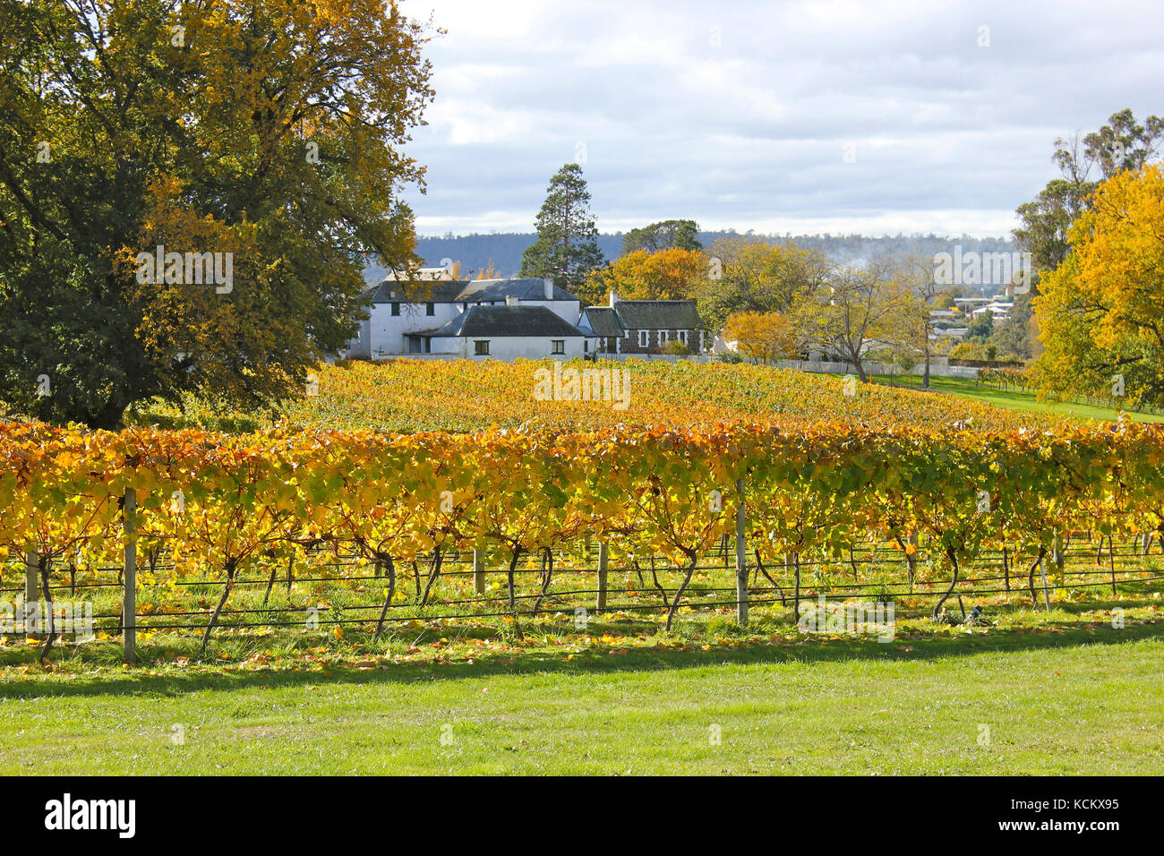 Entally House and surrounding vineyard. The house was built in 1819 by ...