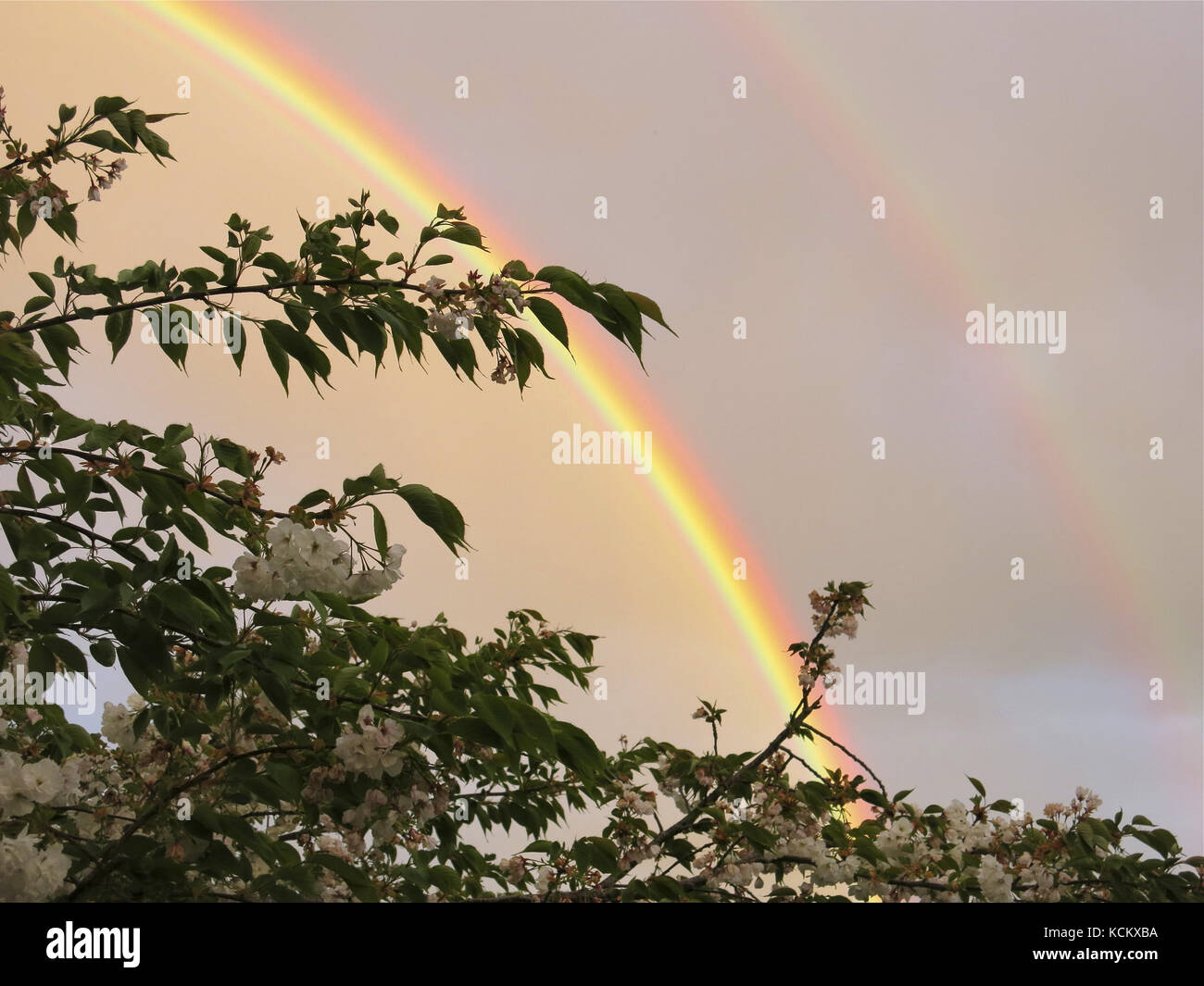 Double rainbow during an evening spring shower, showing the inverted ...