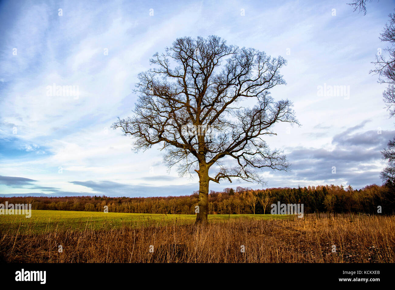 trees in the sunset Stock Photo - Alamy