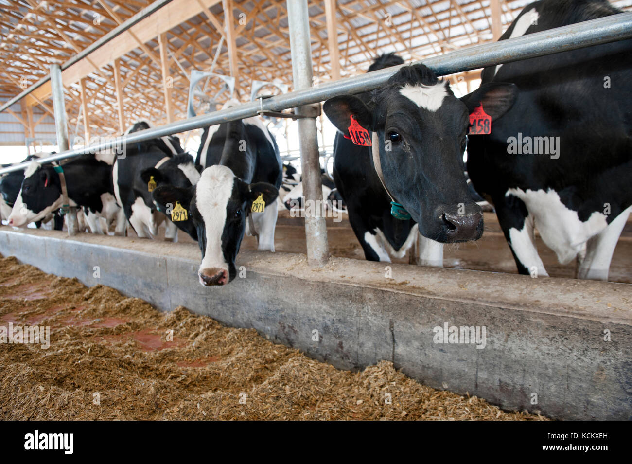 DAIRY COWS IN FREESTALL BARN Stock Photo - Alamy