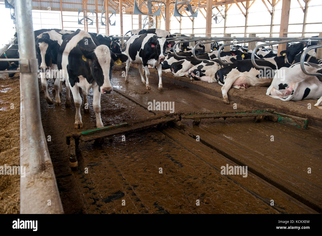 AUTOMATIC MANURE SCRAPER IN FREESTALL BARN Stock Photo - Alamy