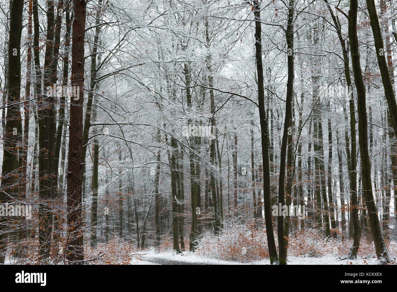 foggy winter wonderland in the forest Stock Photo - Alamy