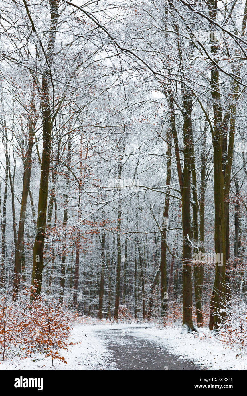 foggy winter wonderland in the forest Stock Photo - Alamy