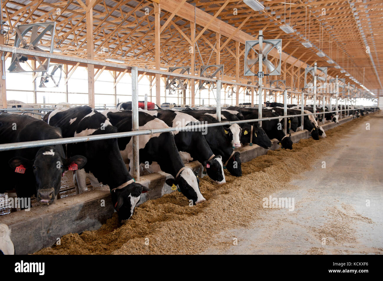 Cows feeding in dairy farm hi-res stock photography and images - Alamy