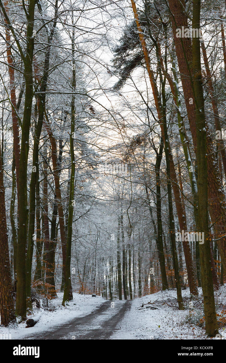 foggy winter wonderland in the forest Stock Photo - Alamy
