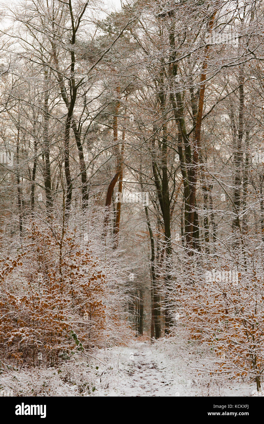 foggy winter wonderland in the forest Stock Photo - Alamy