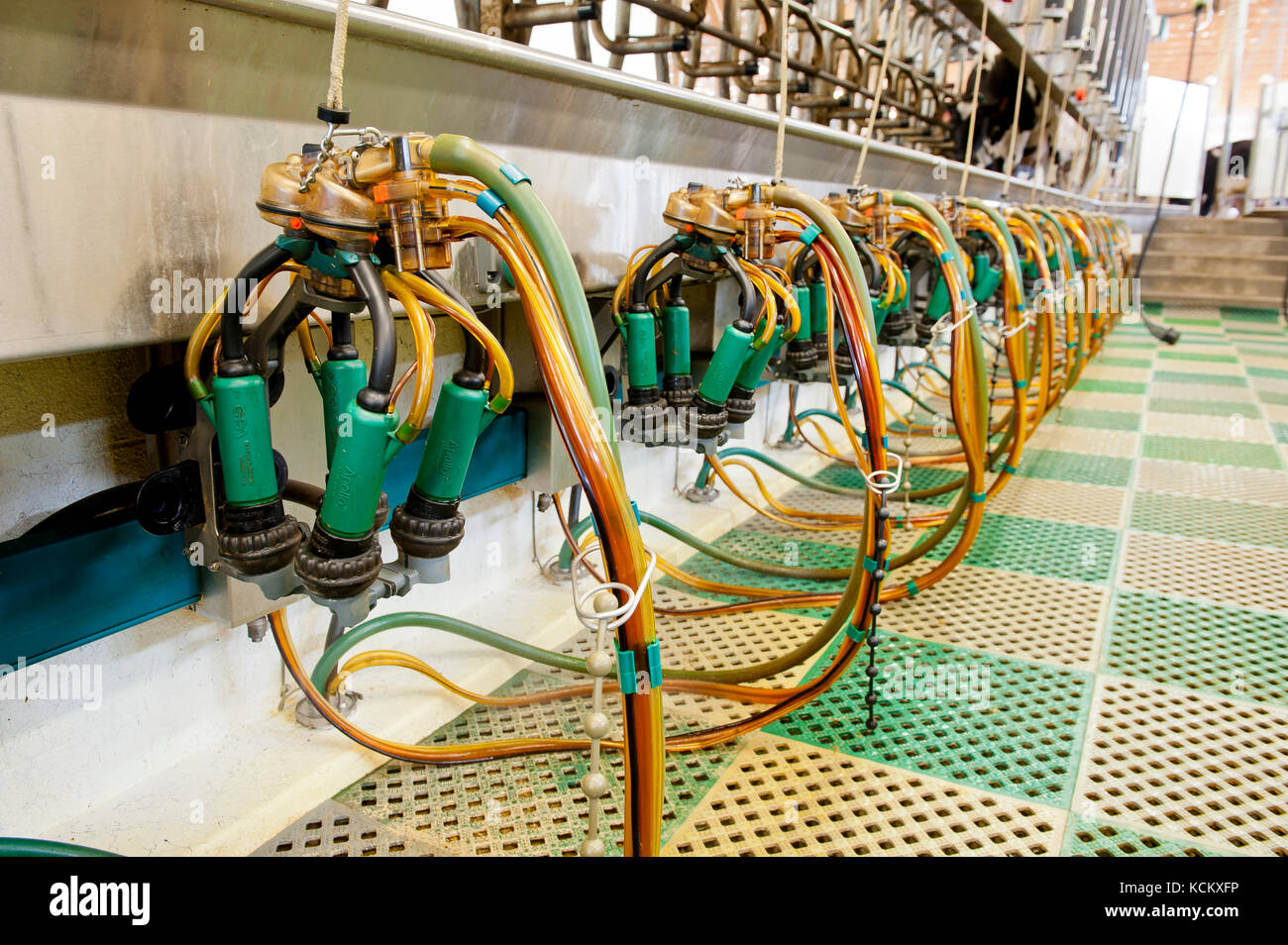 MILKING PUMPS AT AUTOMATED MILKING PARLOR Stock Photo - Alamy