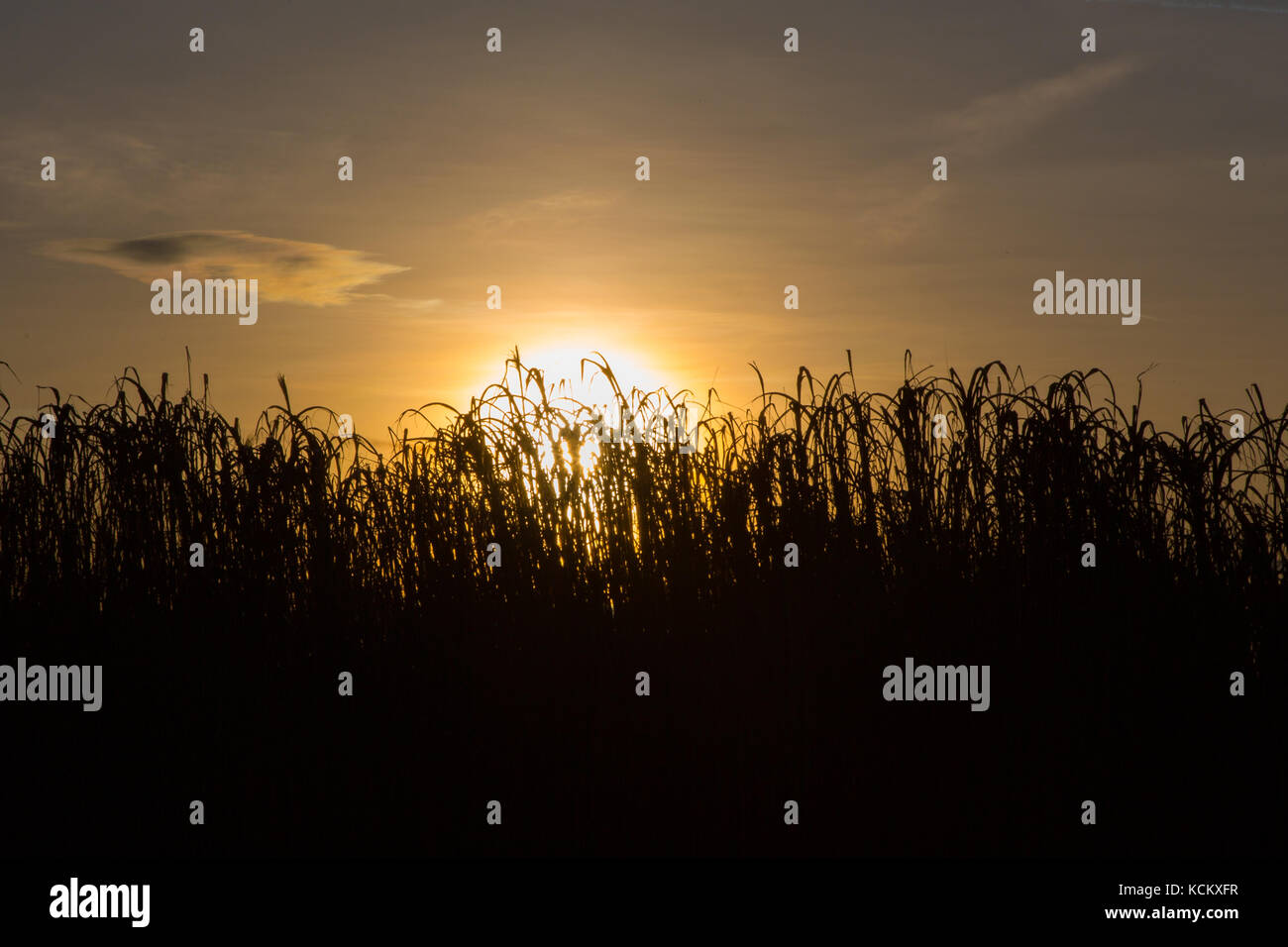 field during sunset Stock Photo - Alamy