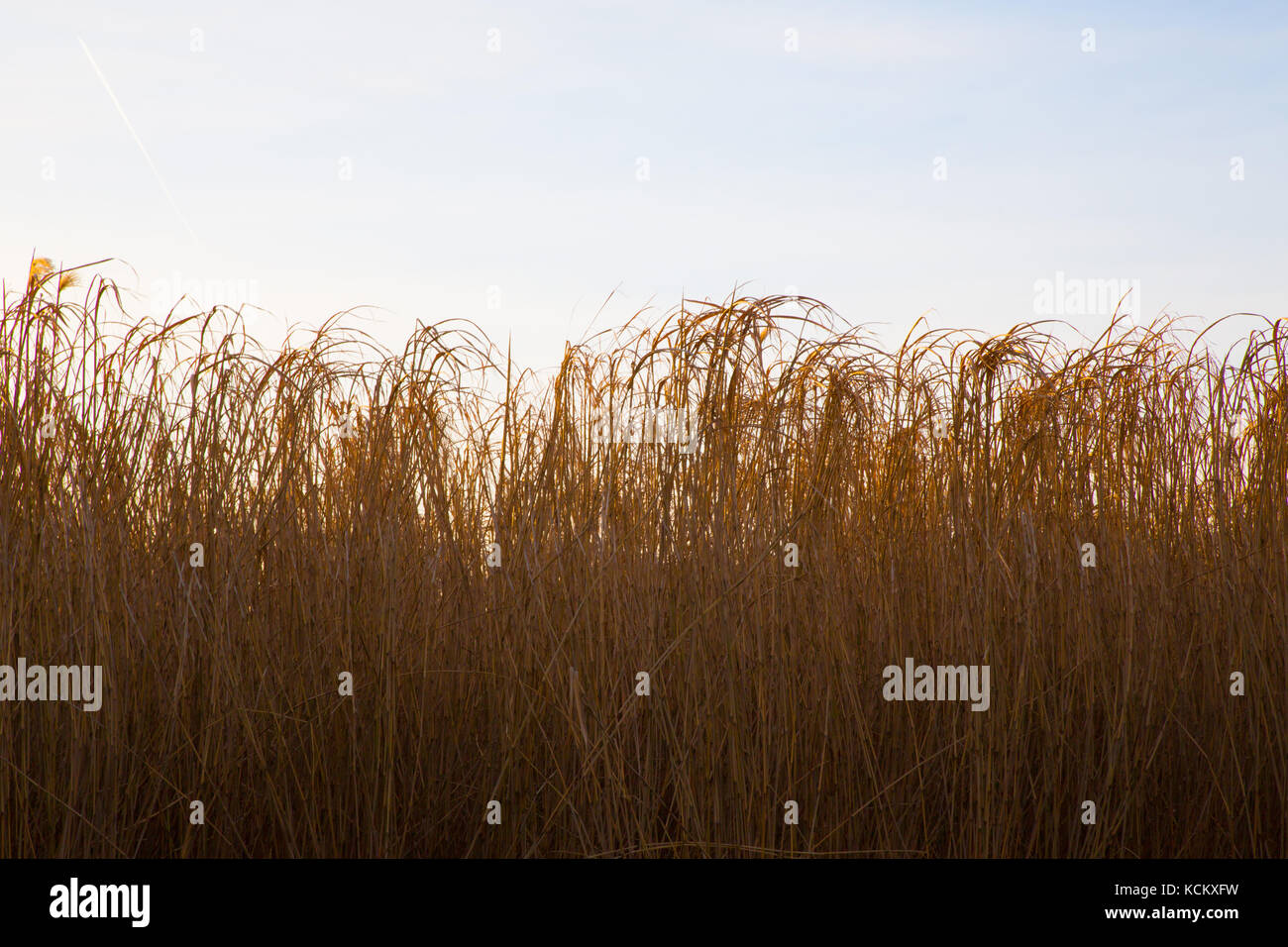field during sunset Stock Photo - Alamy
