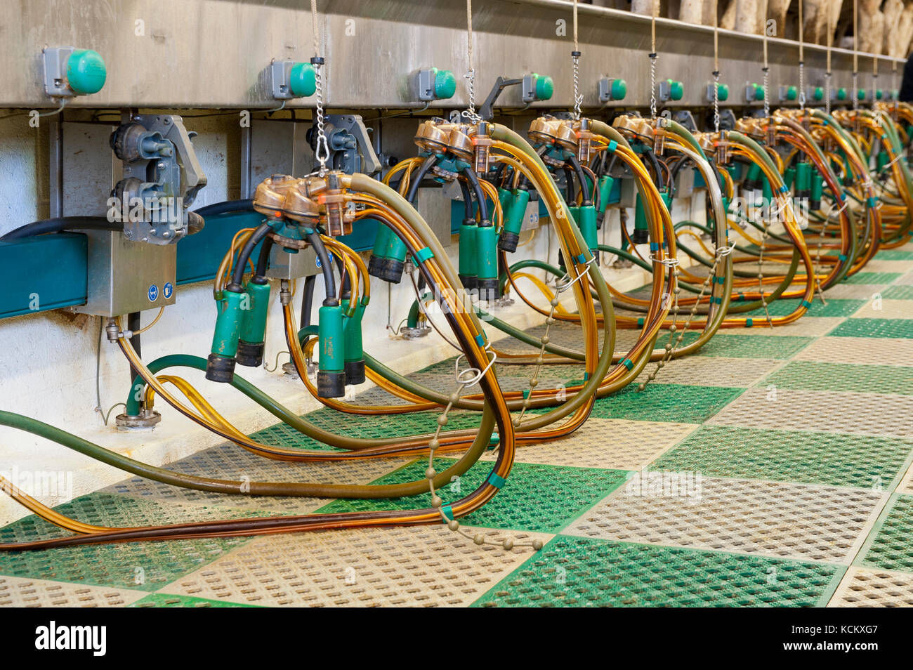 Automatic milking hi-res stock photography and images - Alamy