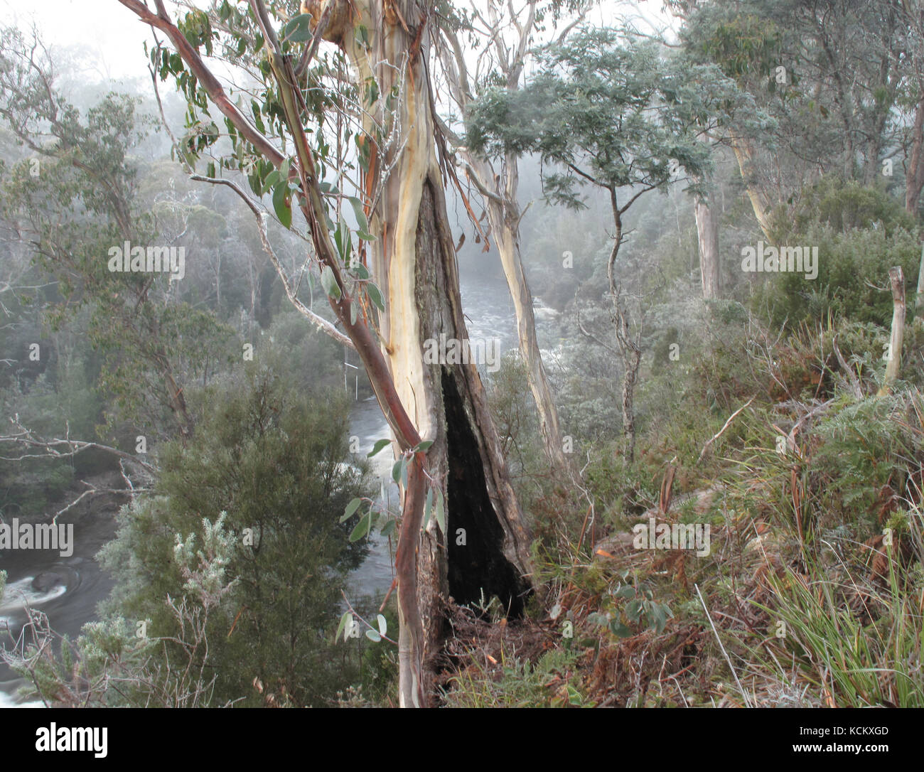 Riparian eucalypt forest along the banks of the Mersey River. This ...