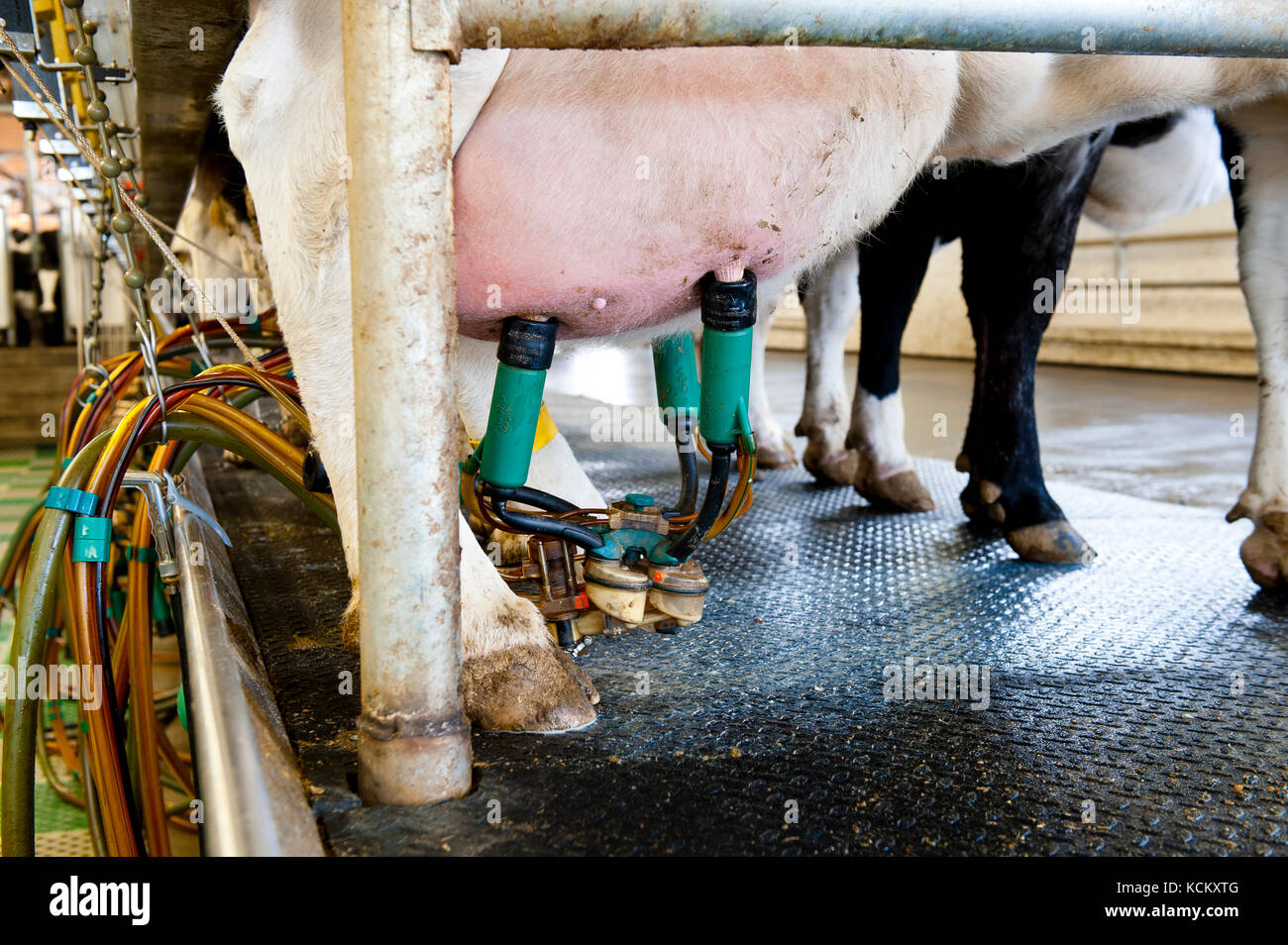 MILKING COWS AT AUTOMATED MILKING PARLOR Stock Photo - Alamy