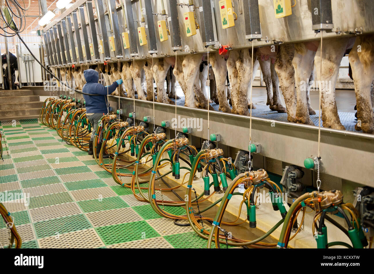 MILKING COWS AT AUTOMATED MILKING PARLOR Stock Photo - Alamy MILKING COWS AT AUTOMATED MILKING PARLOR Stock Photo - Alamy