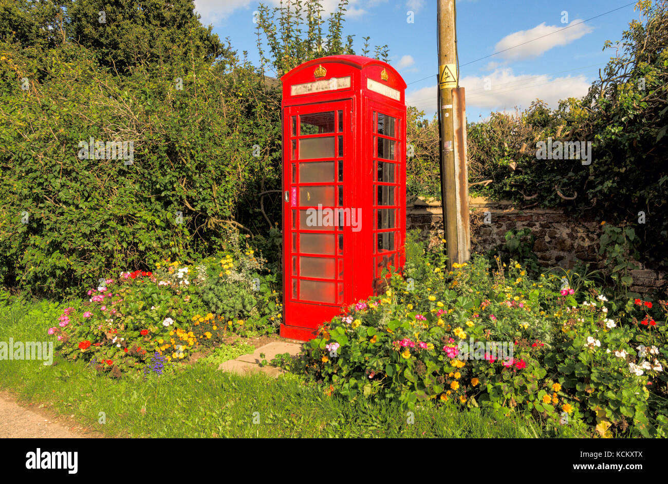 Iconic red telephone box at east Winch Norfolk and surrounded by an ...