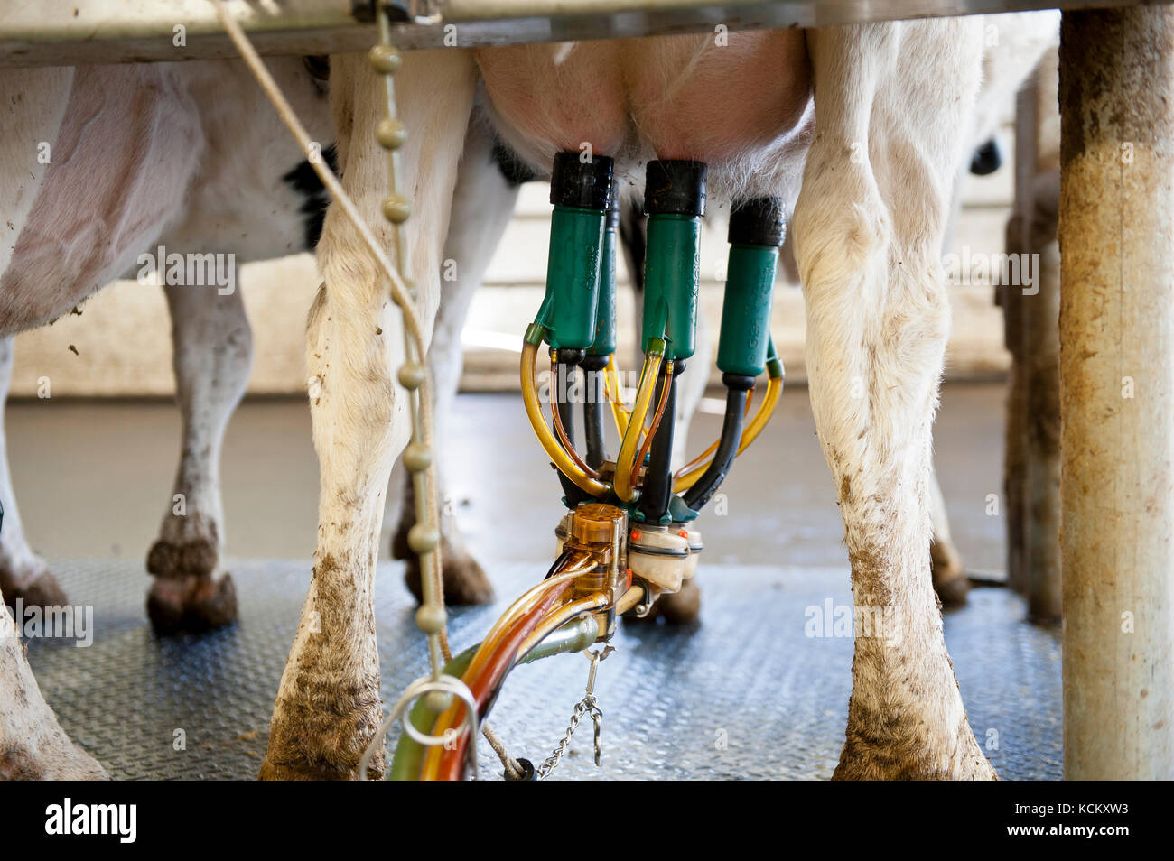 MILKING COWS AT AUTOMATED MILKING PARLOR Stock Photo - Alamy