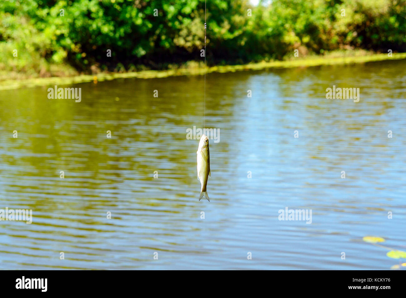 Small white fish on a hook Stock Photo - Alamy