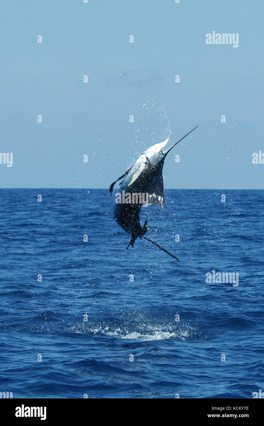 Sailfish Jumping Stock Photos & Sailfish Jumping Stock Images - Alamy
