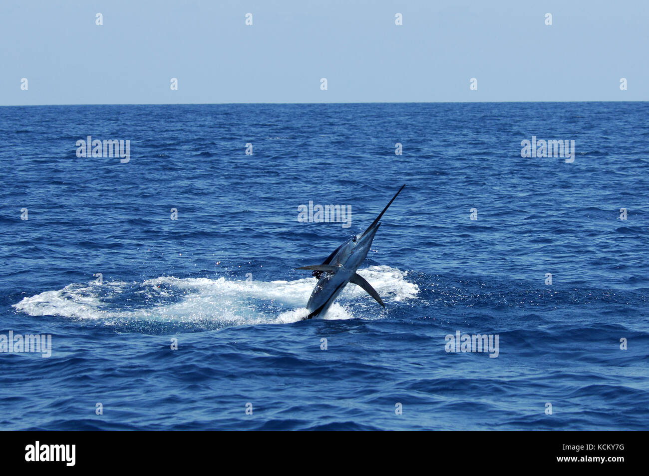 A jumping sailfish caught while deep sea fishing near Los Suenos Costa ...