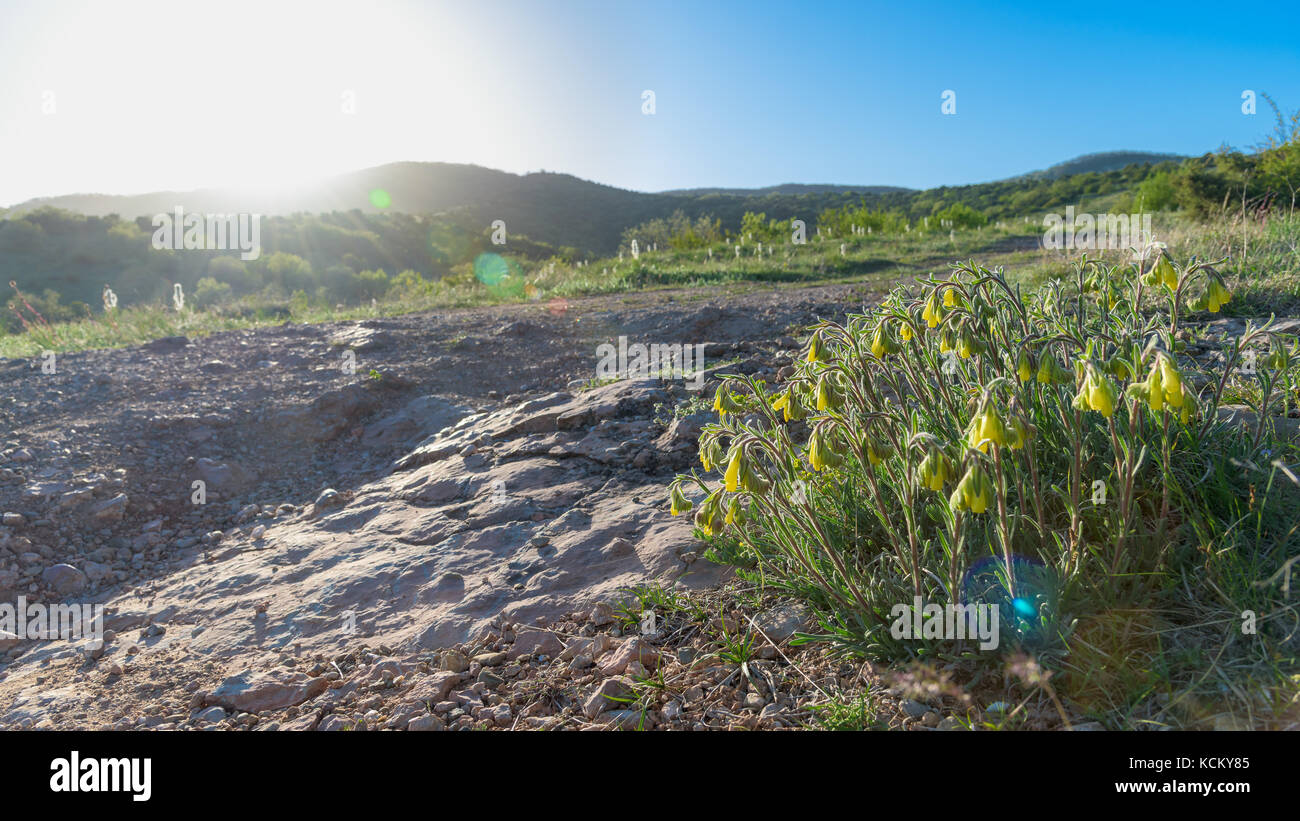 Yellow Onosma taurica under sunlight in mountains Stock Photo - Alamy