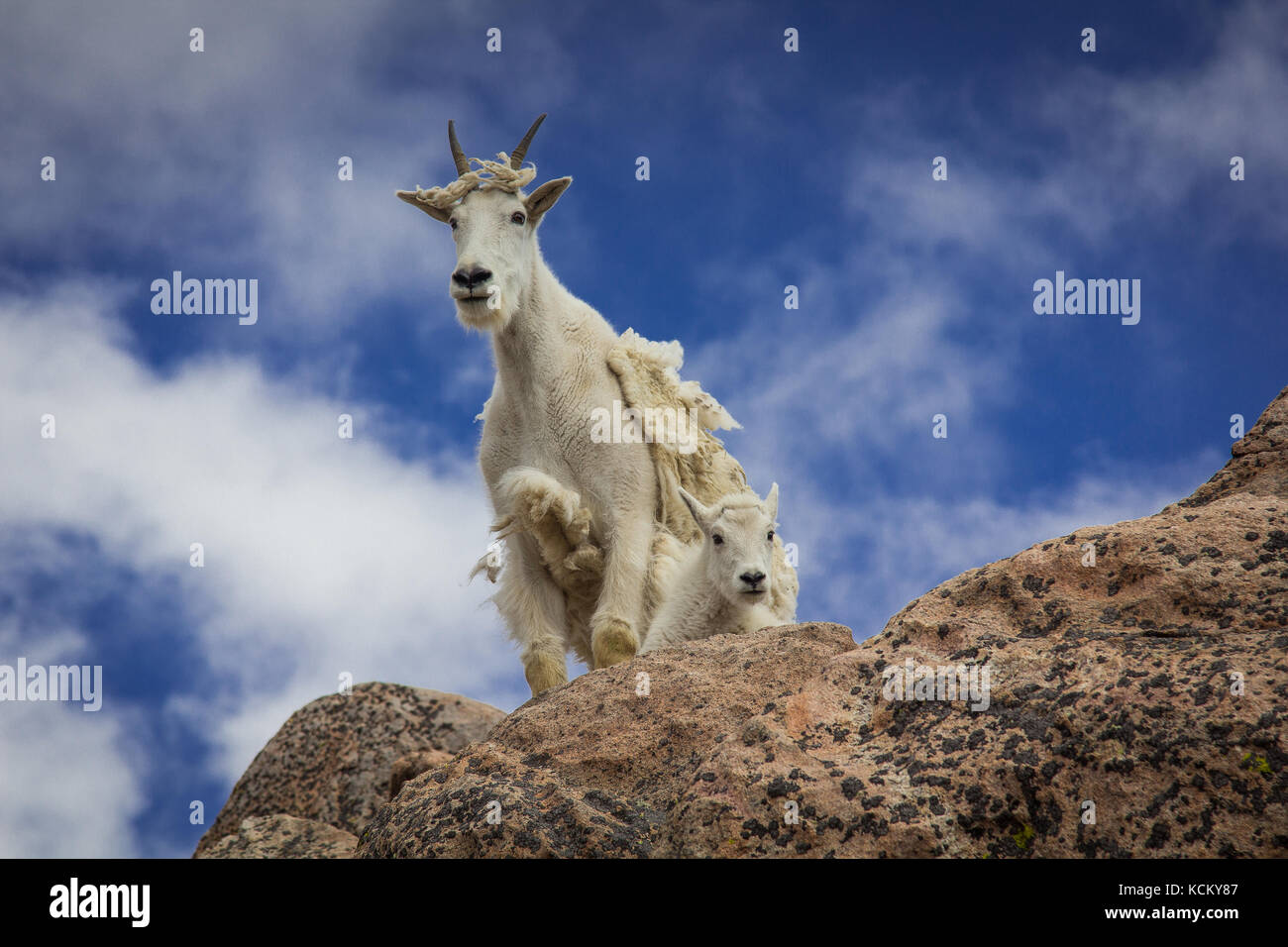 Mountain Goat and Kid Stand on a cliff in Colorado Stock Photo - Alamy