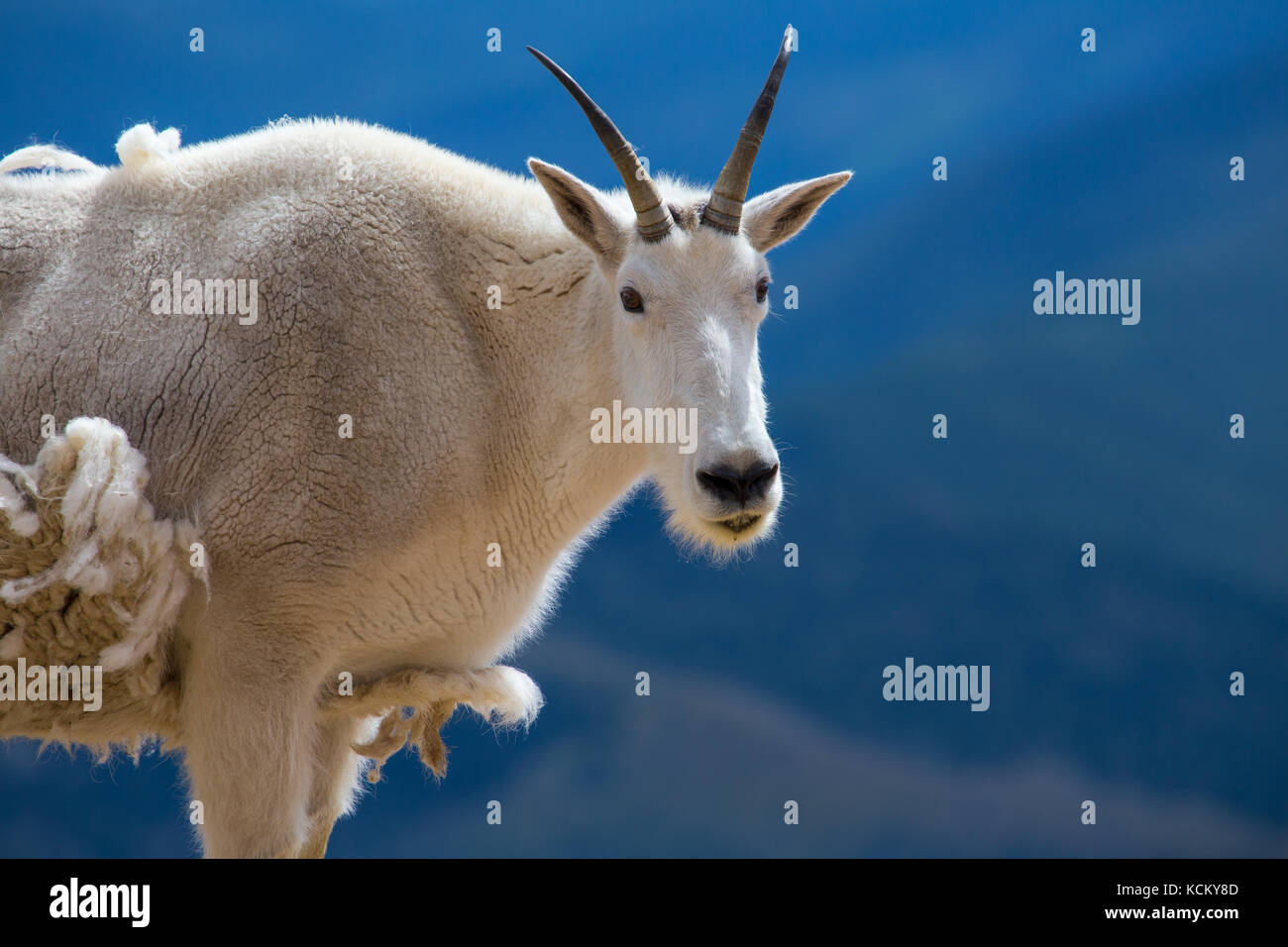 Goat stands hi-res stock photography and images - Alamy